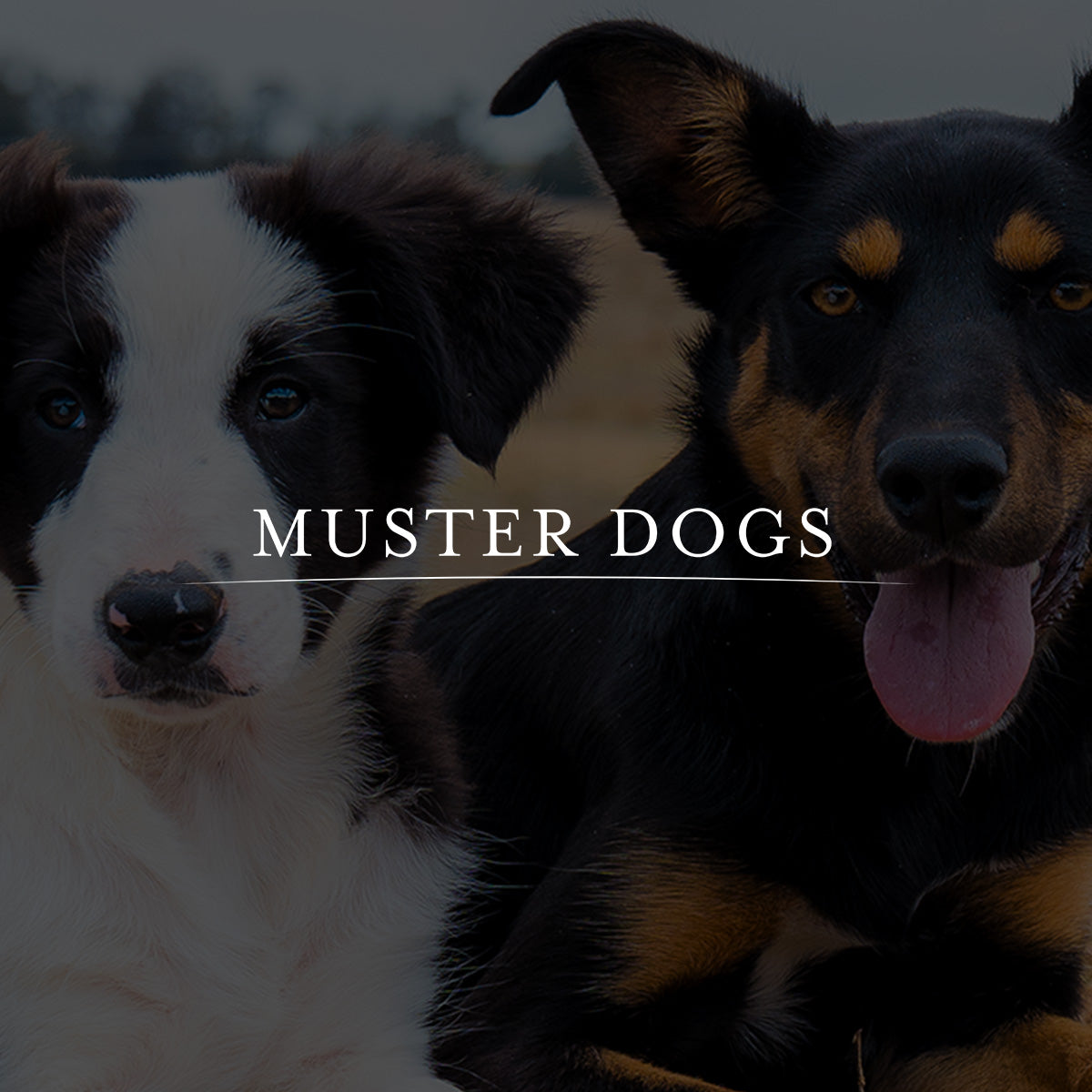 Muster Dogs – ABC Merch